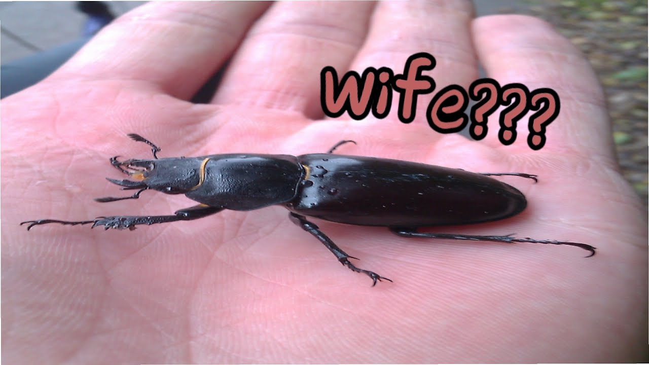 [Vesper_AWOL] Bug wife #vtuber - YouTube