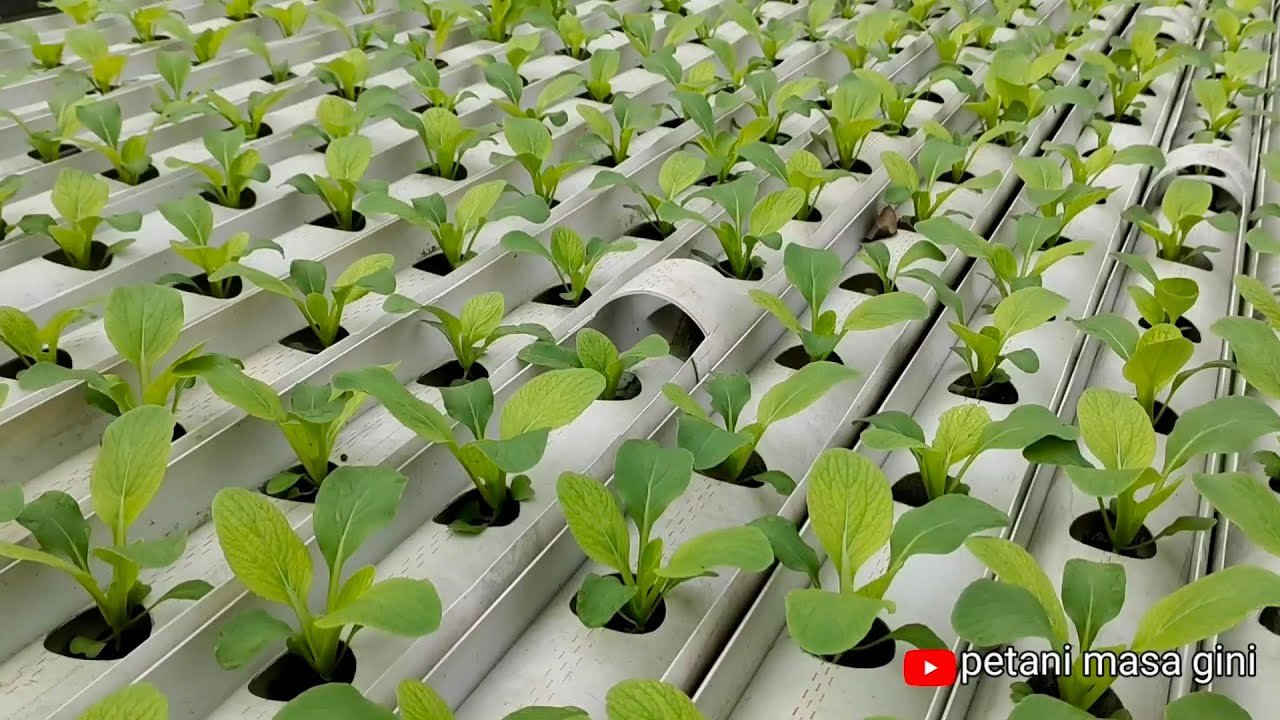 CARA MENGATASI DAUN KUNING - YouTube