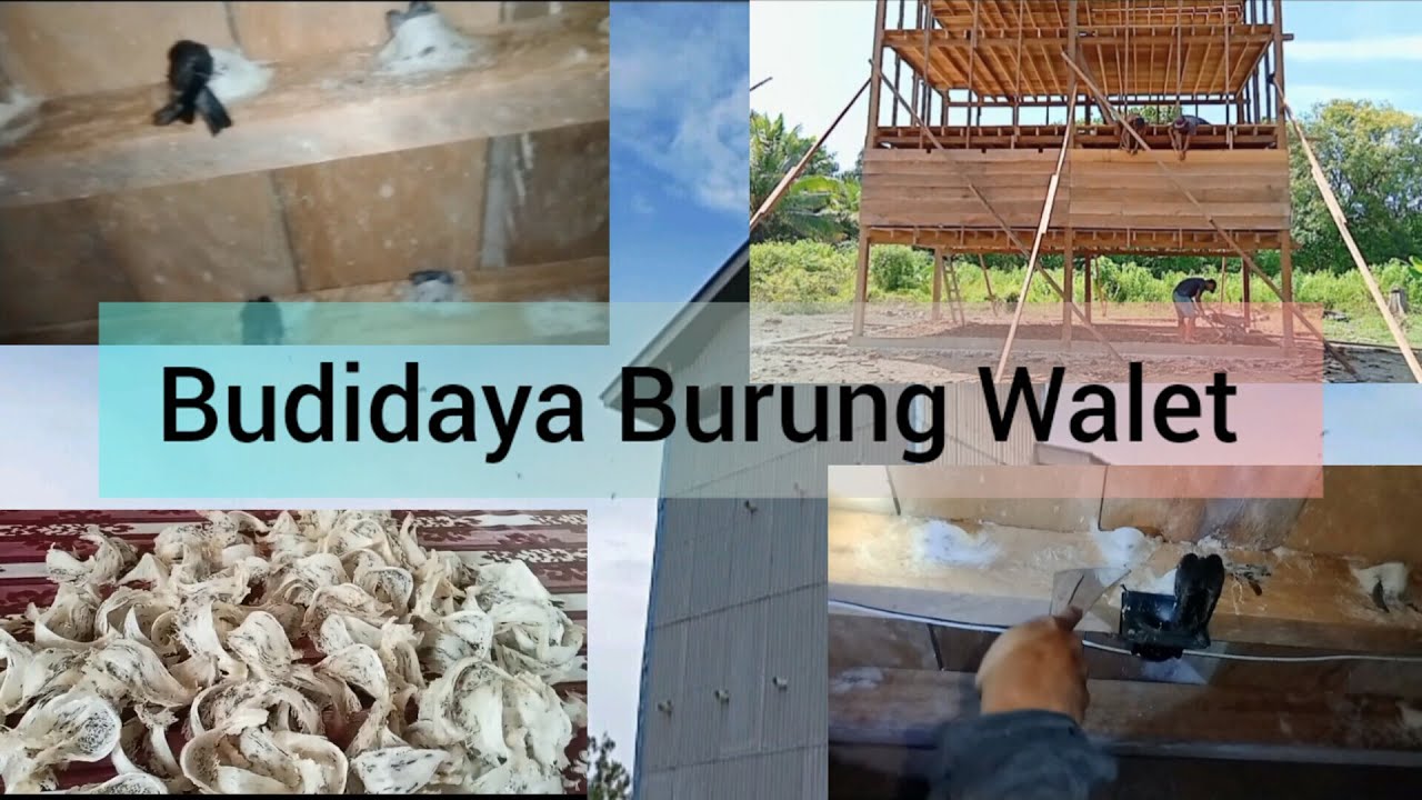 Budidaya Burung Walet @airswachannel - YouTube