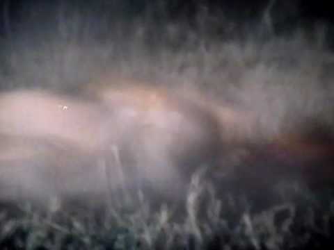HE WHO GREETS WITH FIRE NTWADUMELA CATCHES HYENA QUEEN AND MAULS HER TO ...