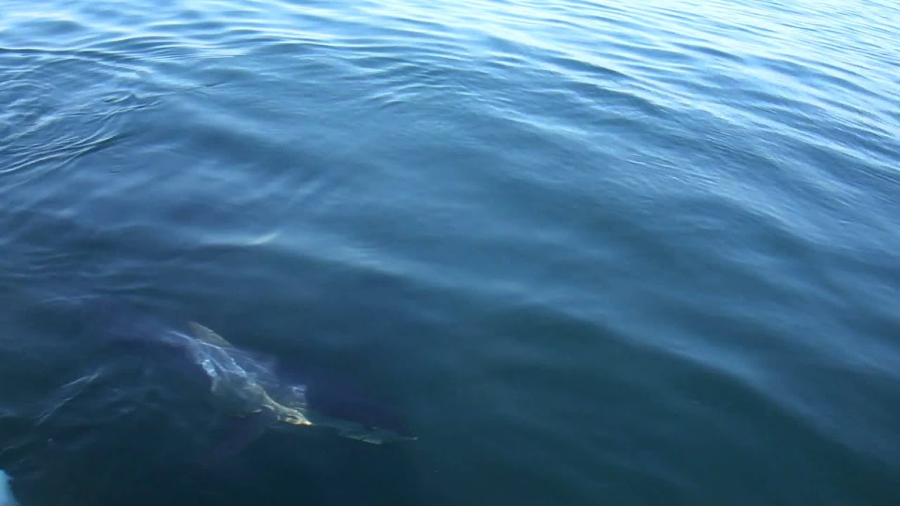 Mako Shark and Blue Shark Part 2 - YouTube