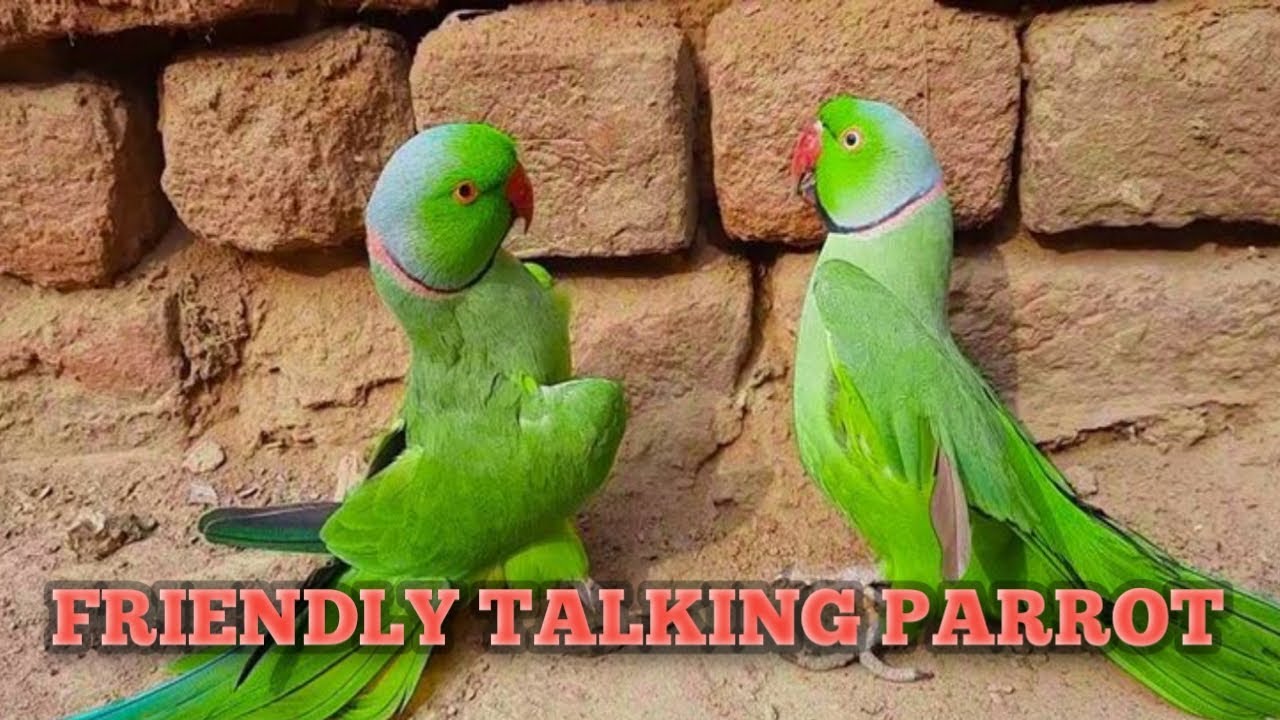 Friendly parrot talking - YouTube