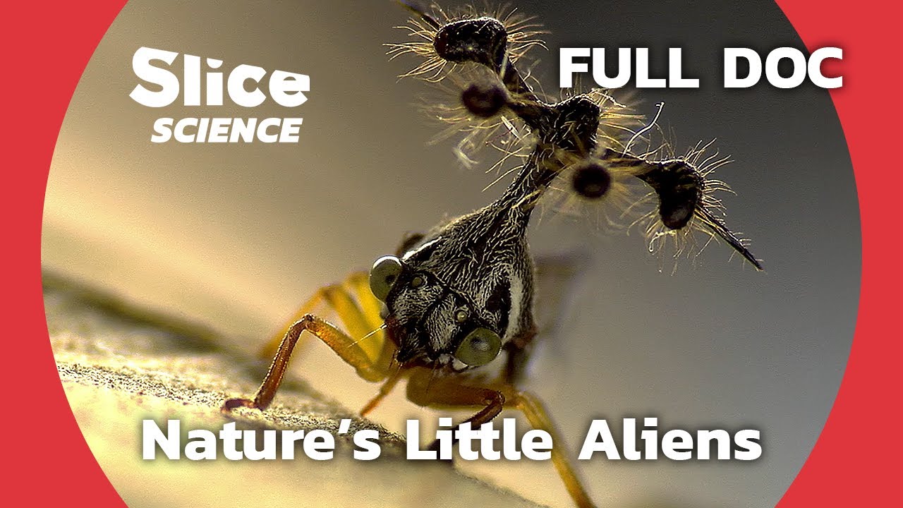 Treehoppers: Earth’s Most Elusive and Fascinating Insects | SLICE ...