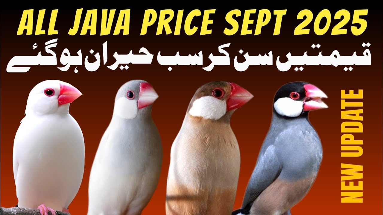 All java Finch New Price | java sparrow price update | java finch ...