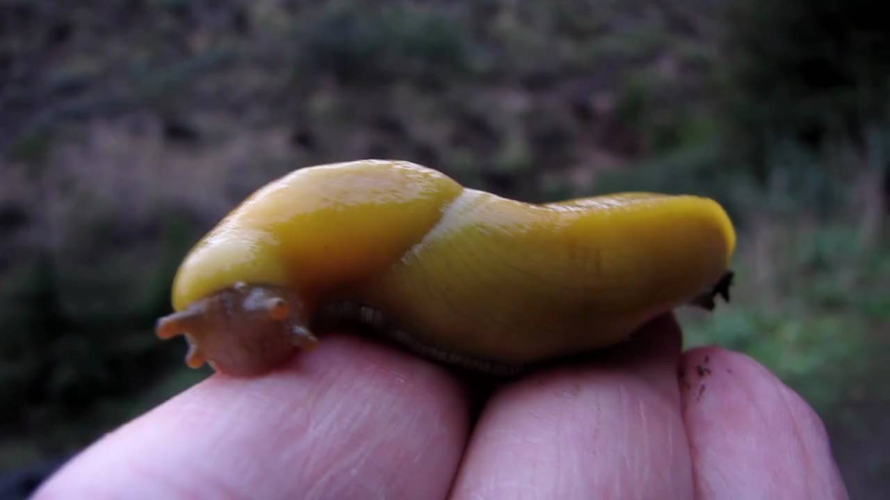 Big Sur and San Simeon: elephant seals banana slugs blowing fog and ...