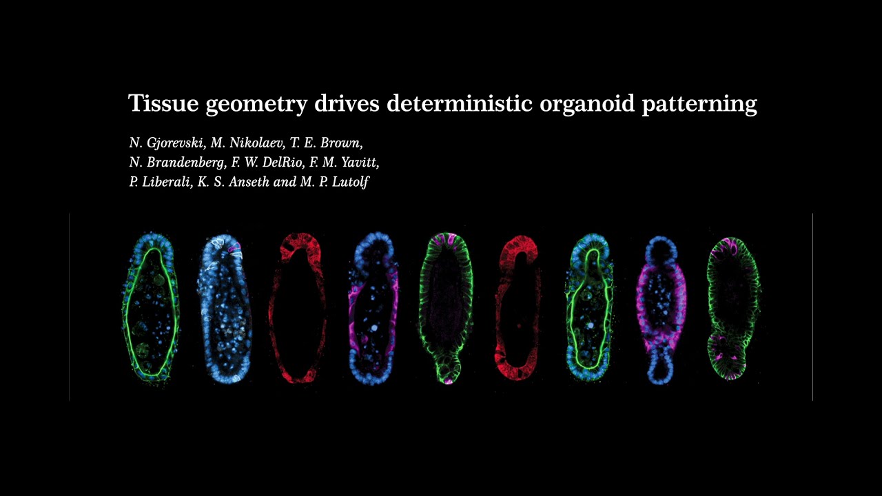 Summary: Tissue geometry drives deterministic organoid patterning - YouTube