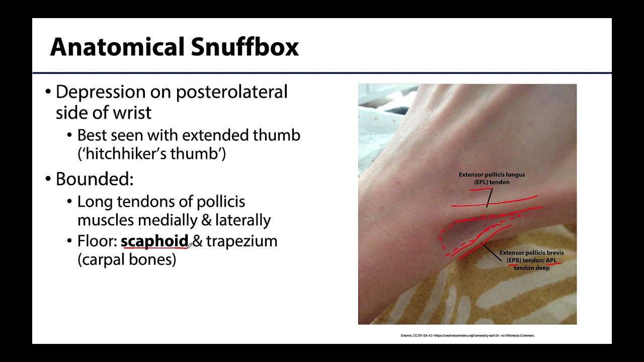 Anatomical Snuffbox - M1 Learning Objectives - YouTube