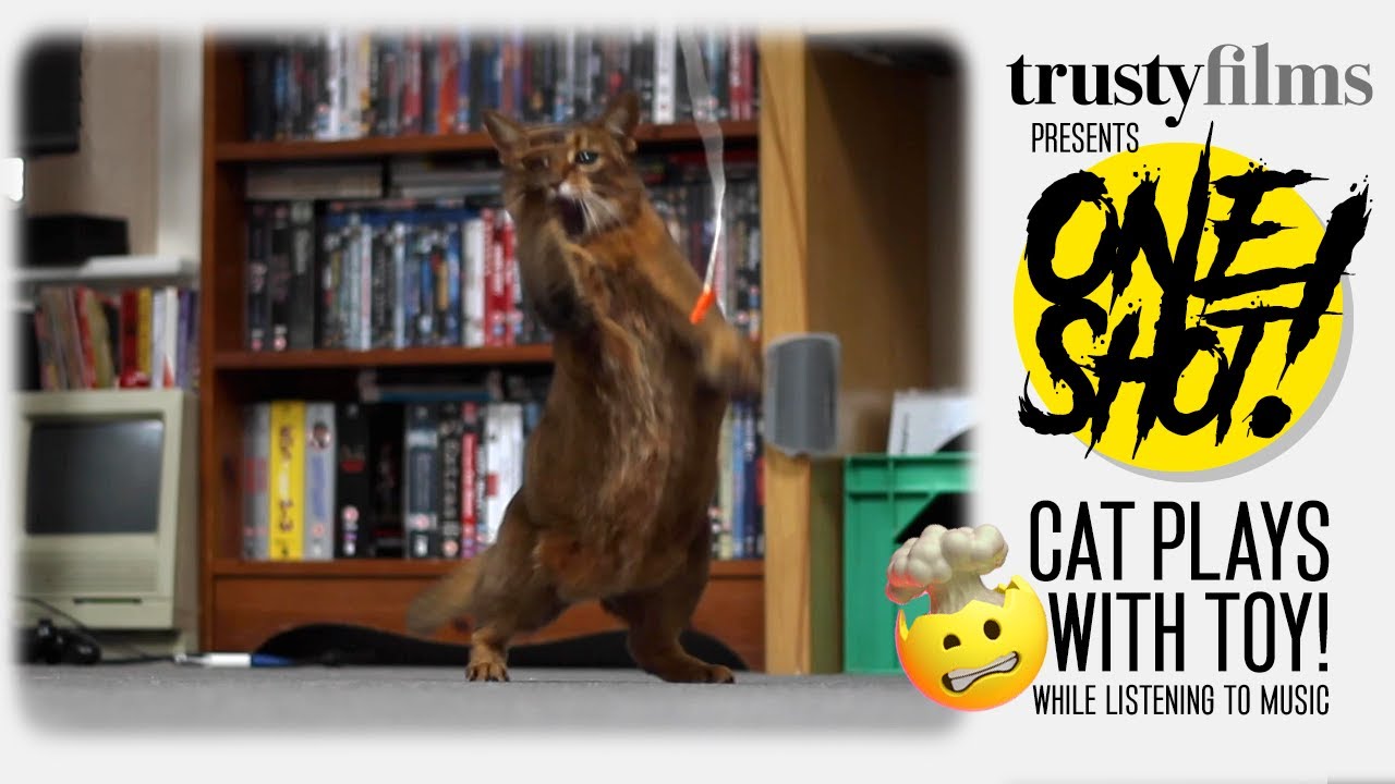 ONE SHOT! Cat plays with toy! - YouTube