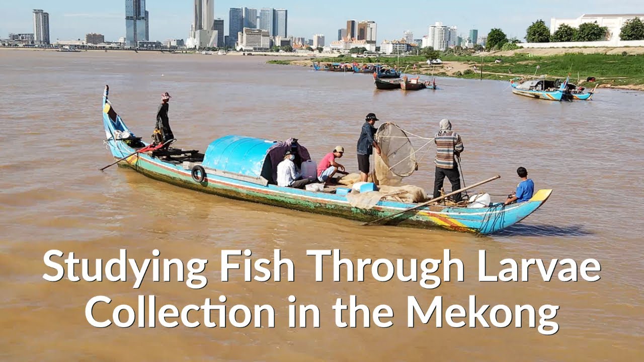 Studying Fish Through Larvae Collection in the Mekong - YouTube