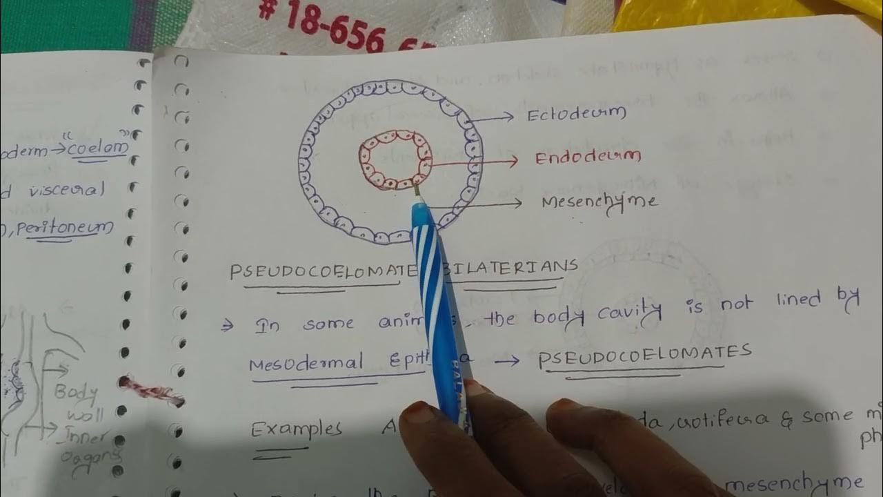 Coelom(body cavity)#animalsJr.Inter - YouTube