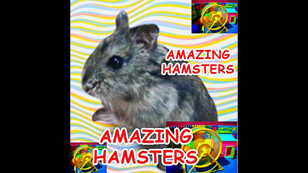 AMAZING HAMSTERS - YouTube