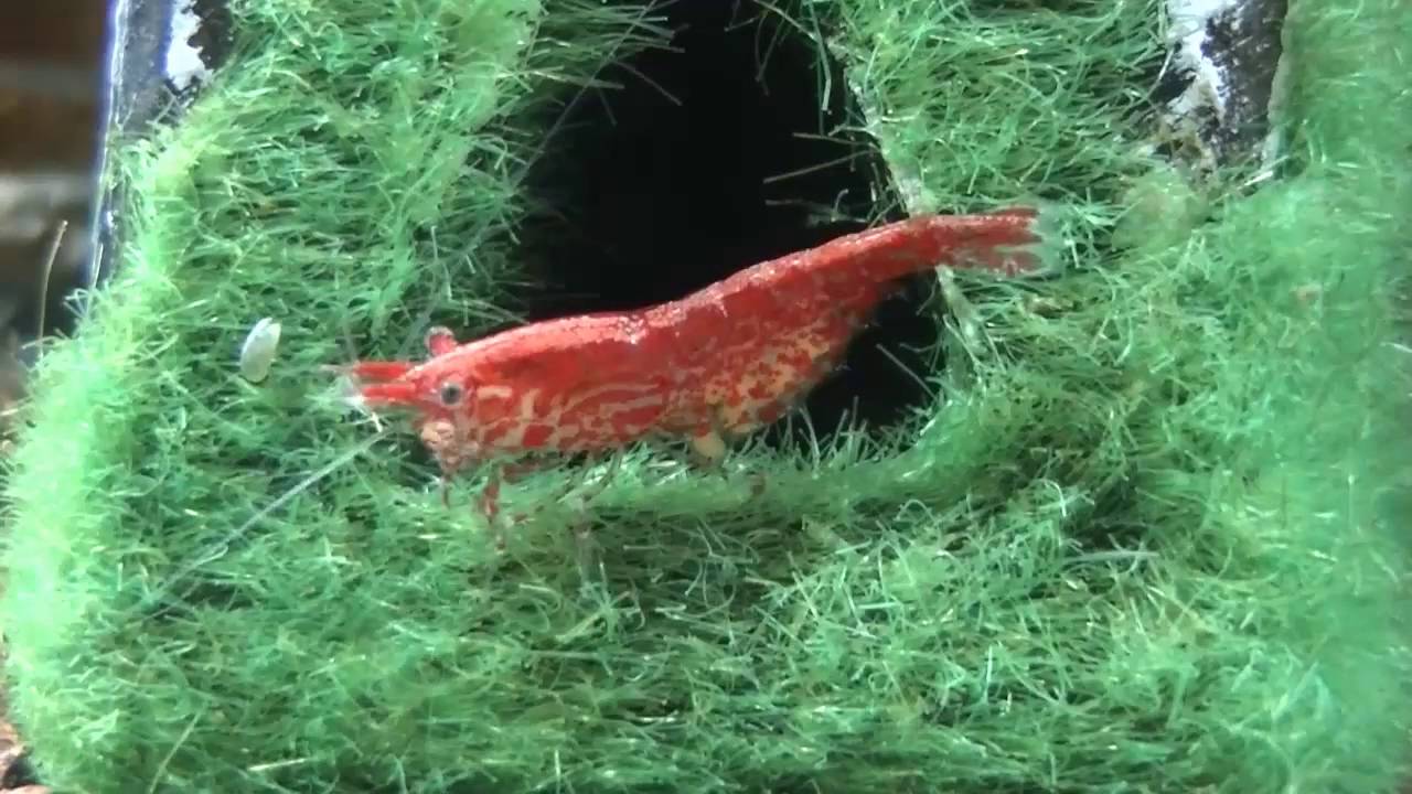 Gamba Neocaridina Red Cherry desovando :) - YouTube