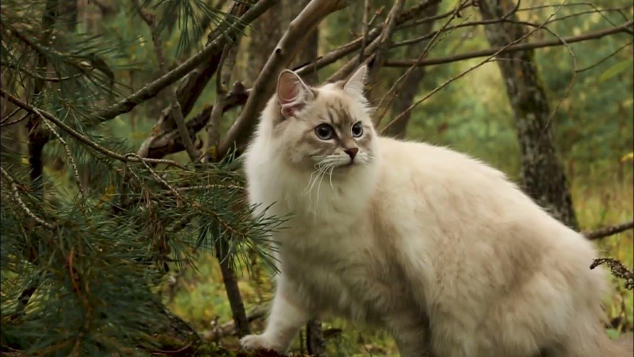 сибиркая кошка Арктика - YouTube
