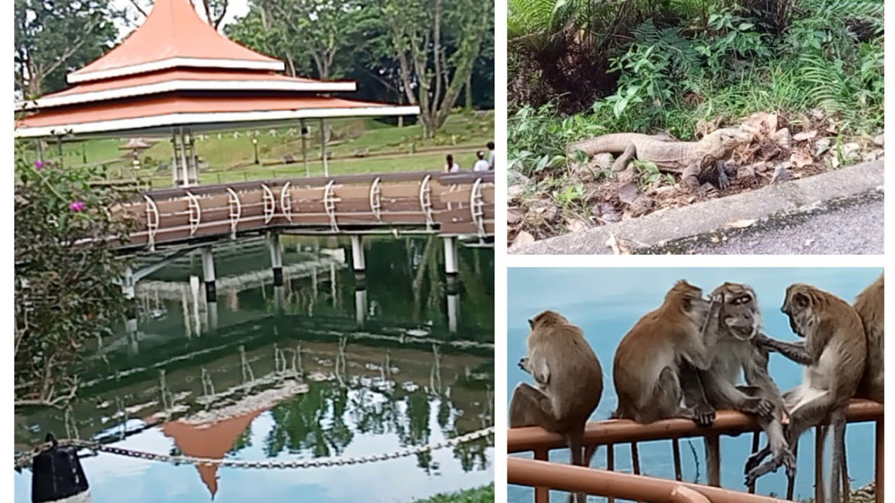 MacRitchie Reservoir Park||Monkey 🐒 and Monitor Lizard 🦎||HazLap - YouTube