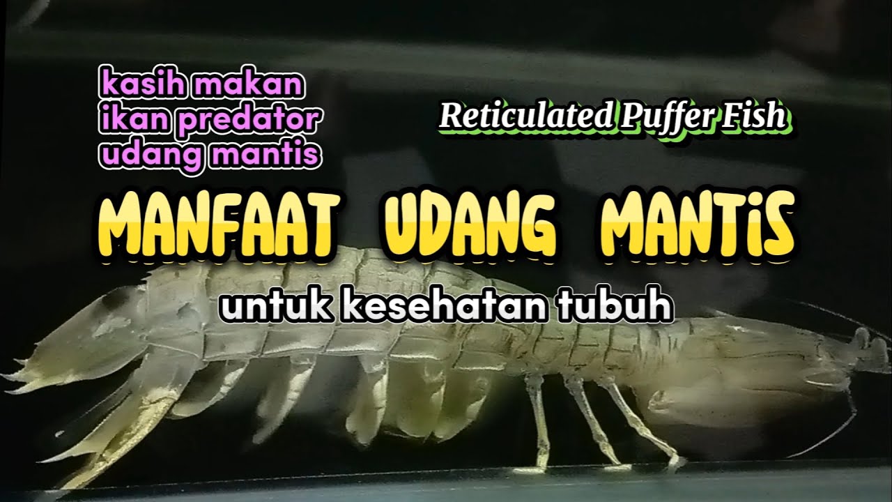 Ikan Predator Makan Udang Mantis | Manfaat Udang Mantis | Reticulated ...
