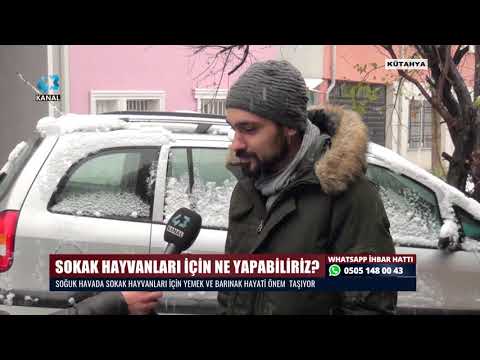 SOKAK HAYVANLARI İÇİN NE YAPABİLİRİZ?