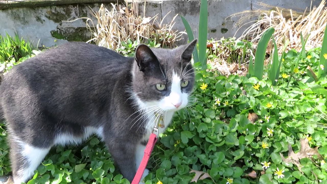 The Mouse That Roared - Binks the cat finds a mole HD - YouTube