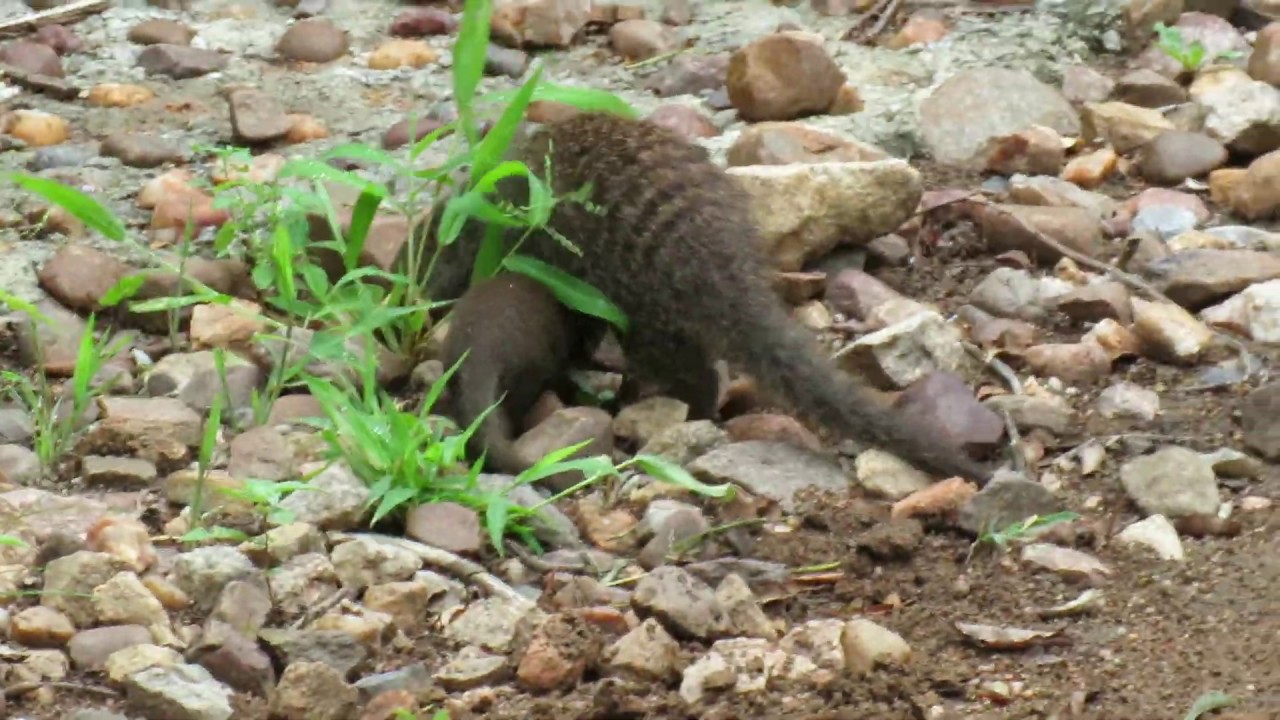Mongoose eats a rib bone...Kudu with TB... - YouTube