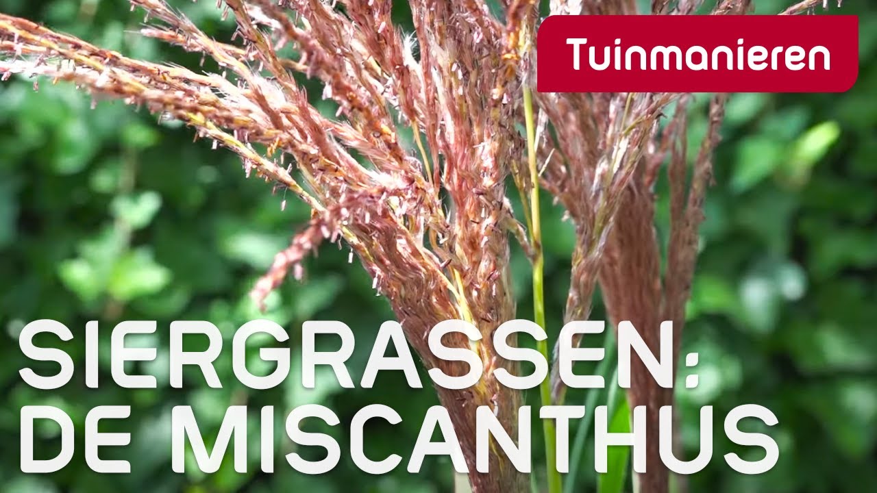 De Miscanthus of prachtriet Welke grassen zijn er? | Tuinmanieren - YouTube