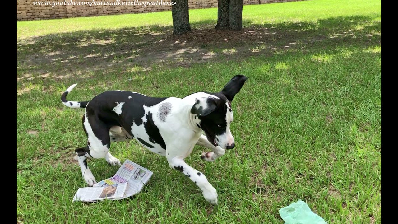 Happy Great Dane Only Delivers Good News and Laughter - YouTube