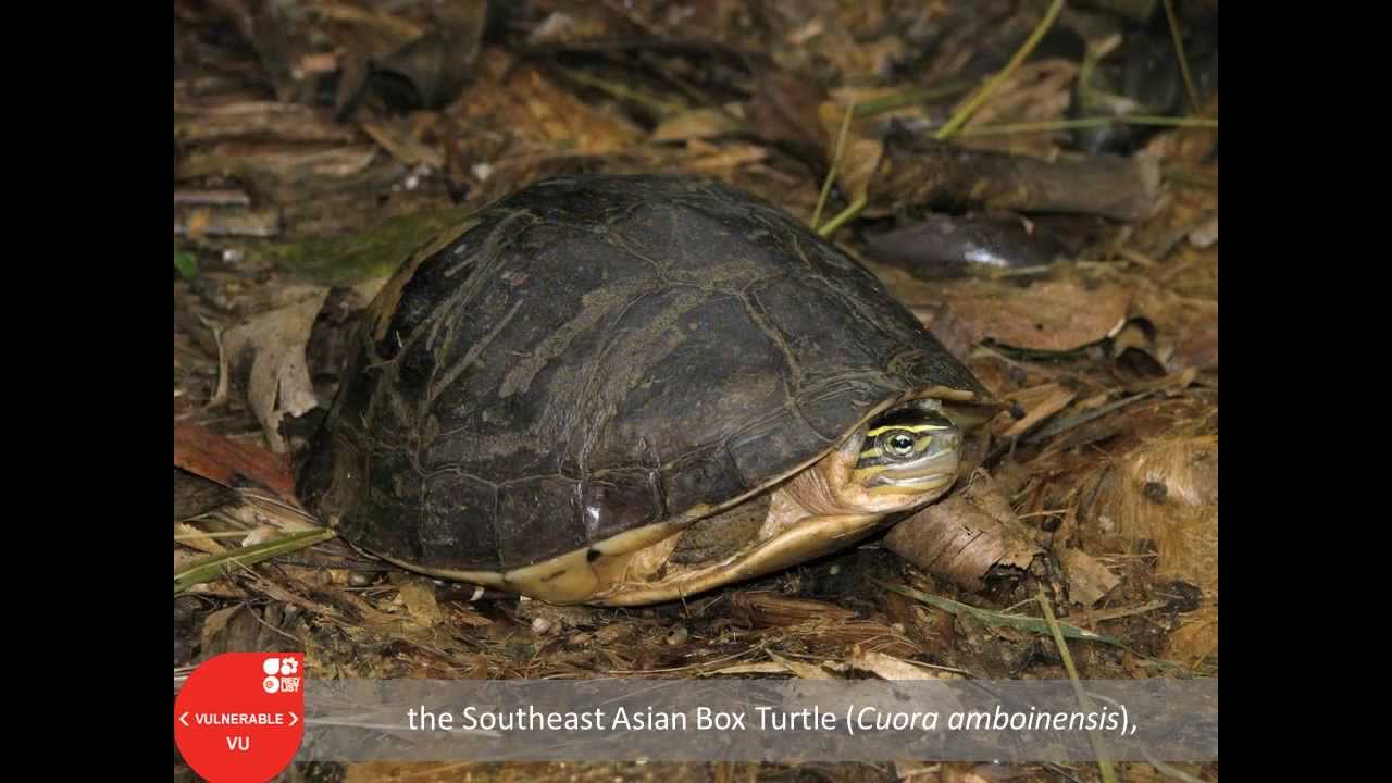 Turtle Conservation in Southeast Asia - YouTube