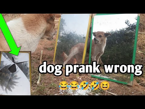 Wrong dog prank😆|| Glass fired😭 - YouTube