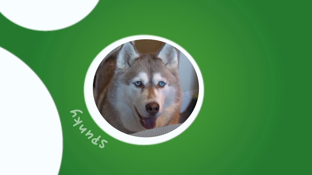 Motion Graphics "IAMS Ad" by Laura Steinhoff - YouTube