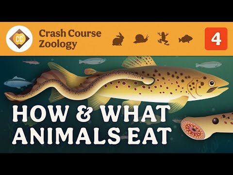 Nerdfighteria Wiki - How & What Animals Eat: Crash Course Zoology #4