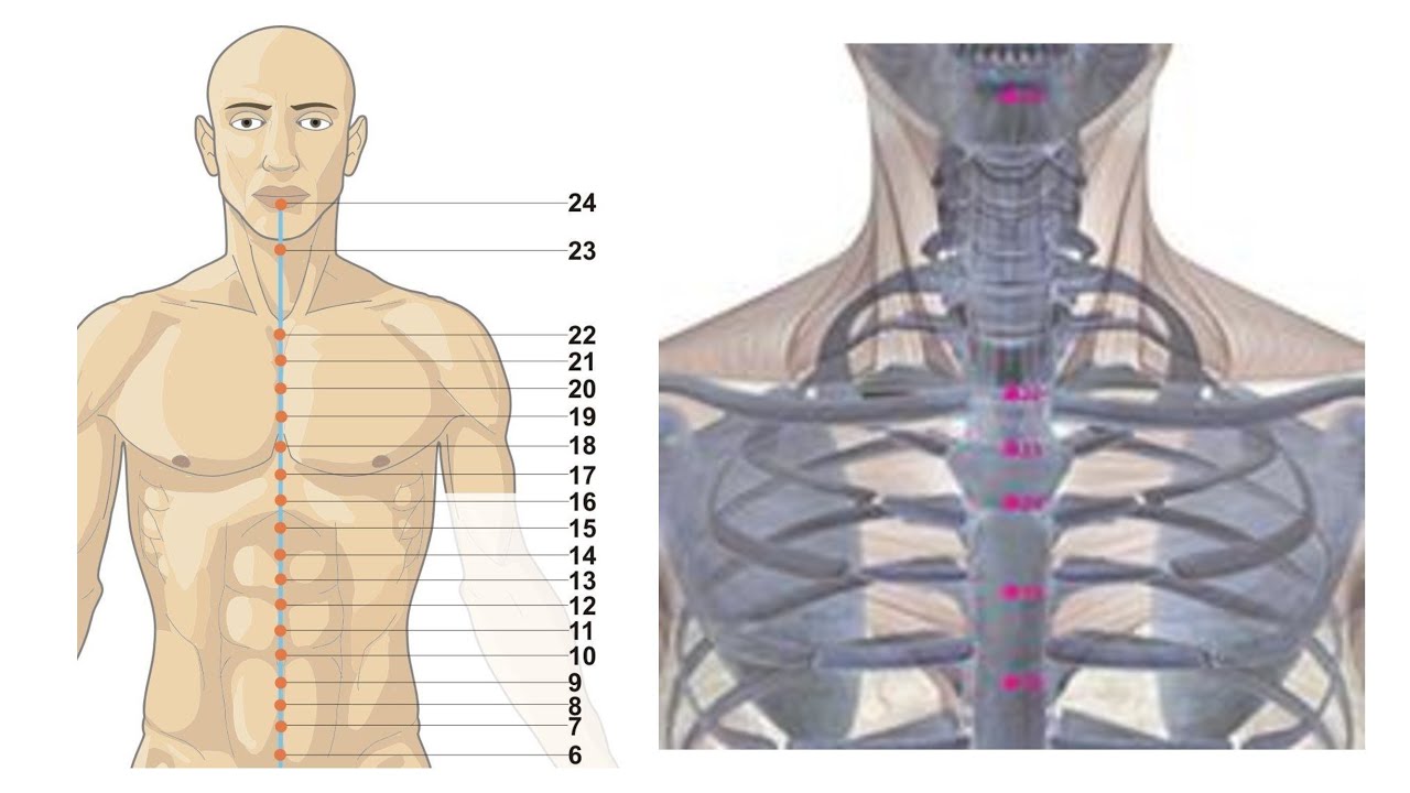 REN (CONCEPTION VESSEL) MERIDIAN (CV8, CV12, CV14, CV15, CV17, CV22 ...