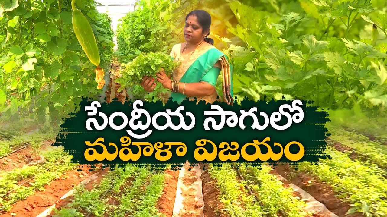 Vegetables With Organic Farming | Hyderabad Woman Anitha's ...