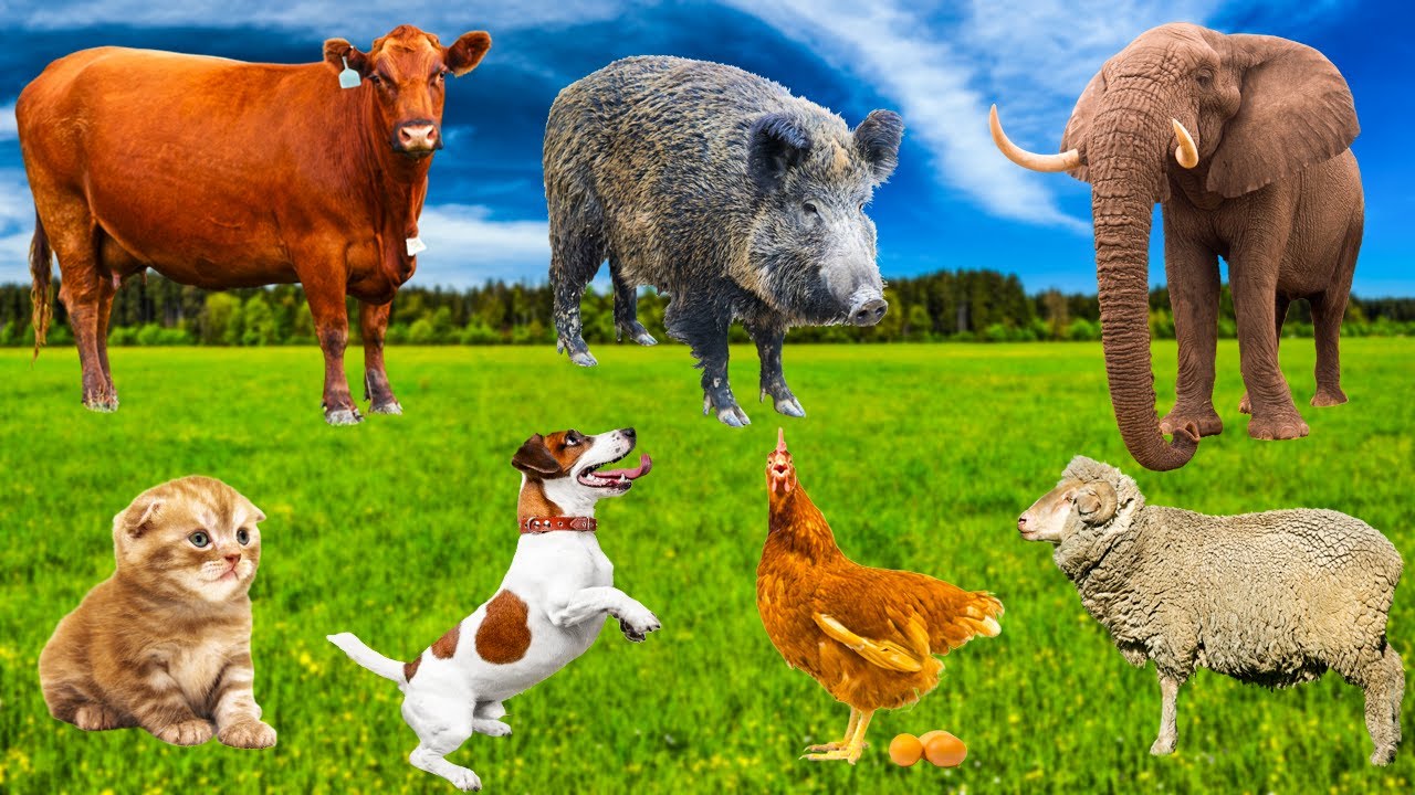 Compilation of Playful Animal Moments :Pig, Chicken, Cat, Cow, Dog ...