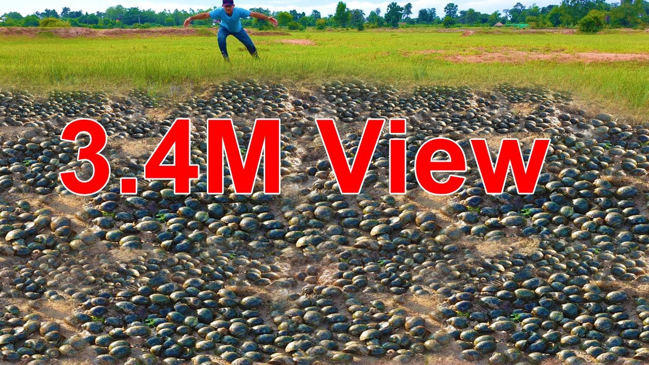 Wow wow wow amazing lucky day catch a lot of snails craps eggs at grass ...