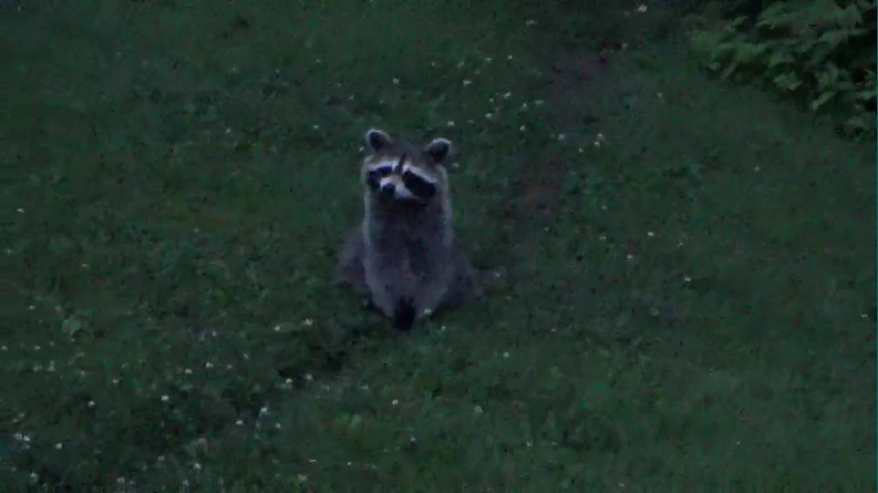 7 JULY SUNDAY NIGHT - FEW RACCOONS - YouTube