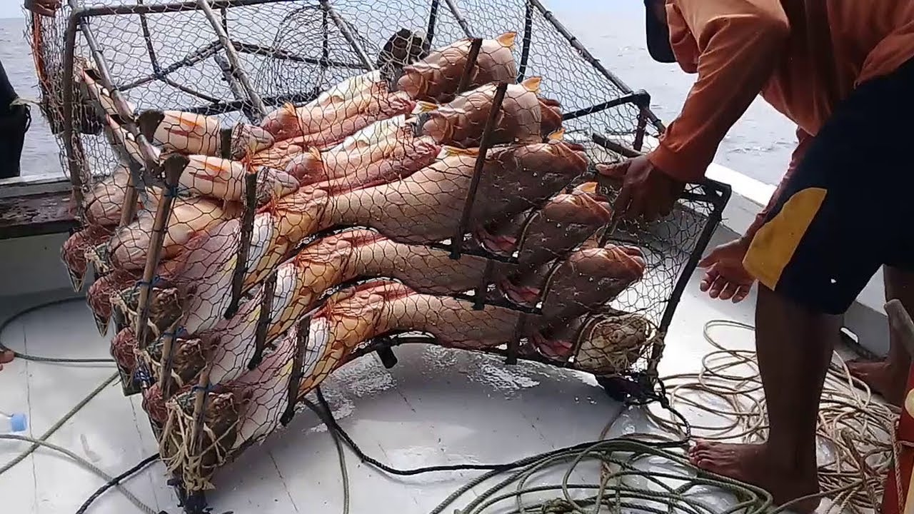 Amazing Unique Trap Catching Fish Skills - Fishermen Catch a Lot of ...