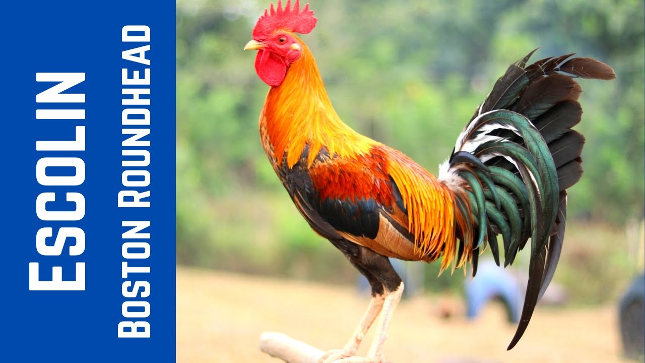 Escolin Brothers & Bert Seelin | Beautiful Birds from Roxas City ...