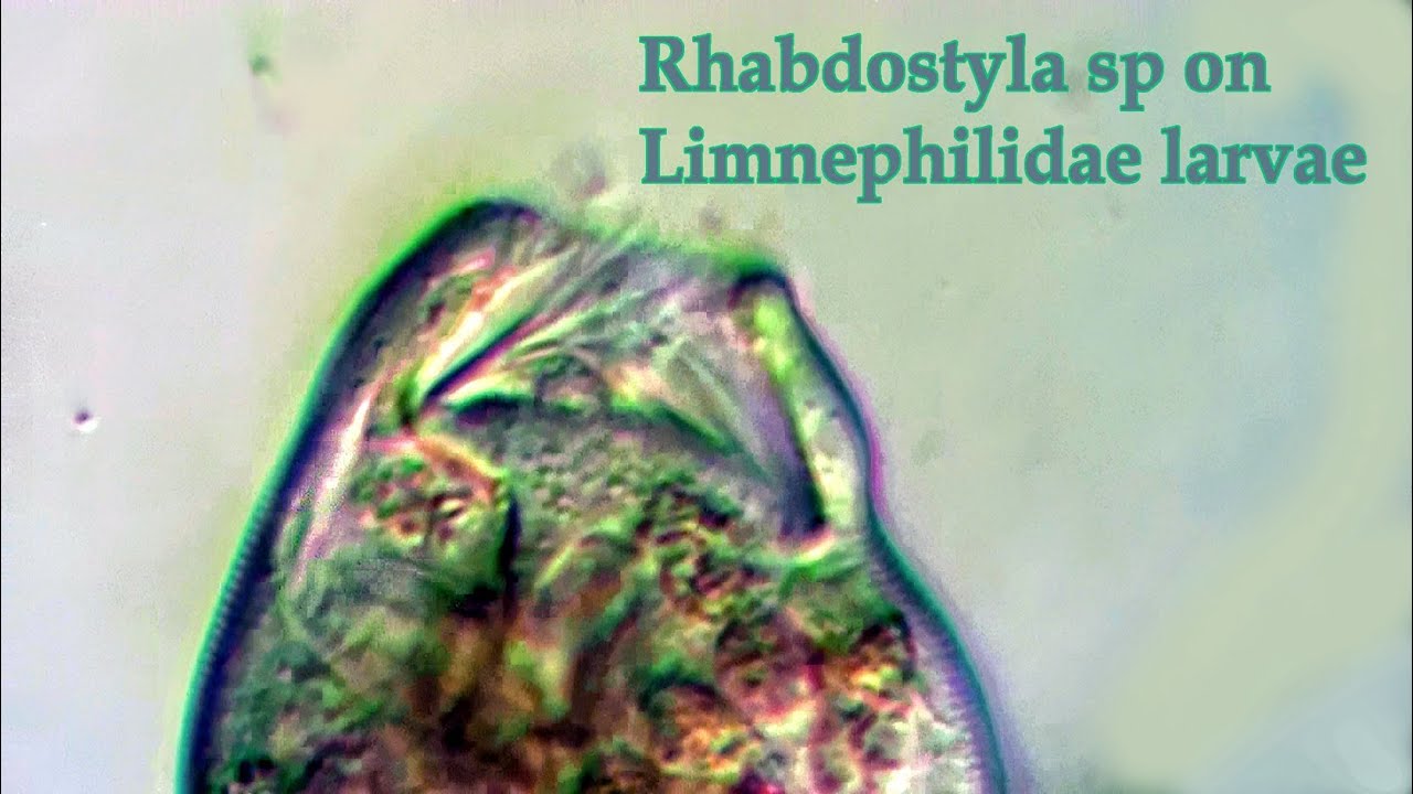 Rhabdostyla sp parasiting Limnephilidae larvae - YouTube
