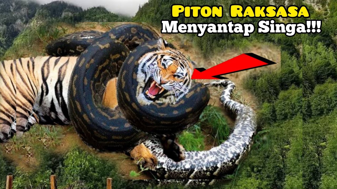 Telan Singa Hidup-hidup! Beginilah proses Ular Piton Raksasa Memangsa Hewan pemansa - YouTube