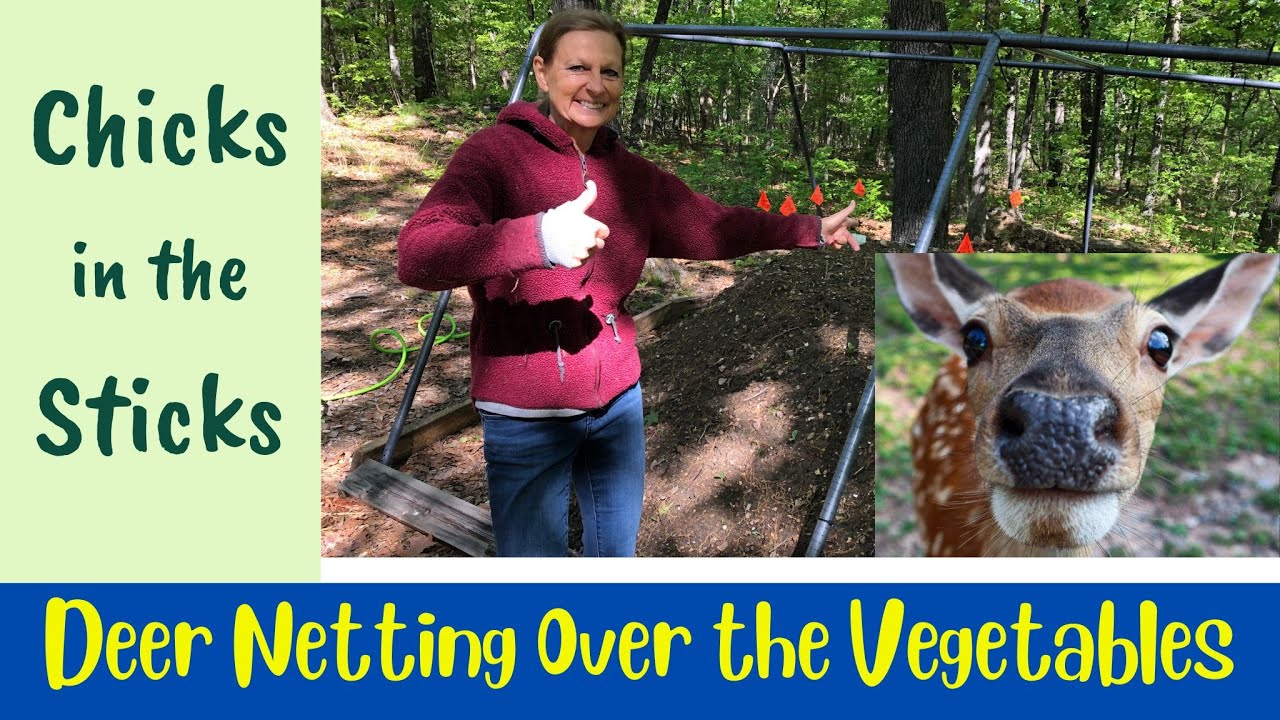 Deer Netting Update - YouTube