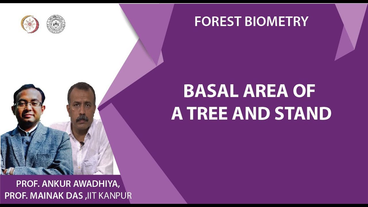Basal area of a tree and stand - YouTube