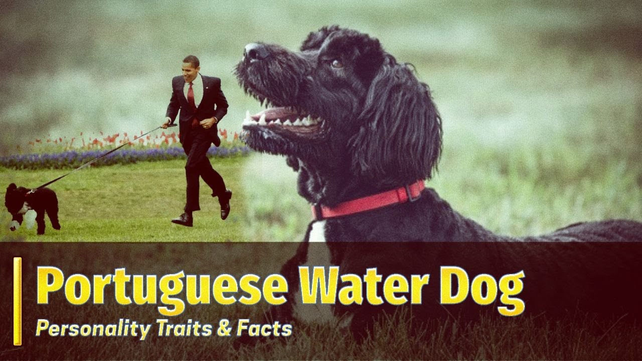Portuguese Water Dog | PWD Dog Breed Facts And Personality Traits - YouTube