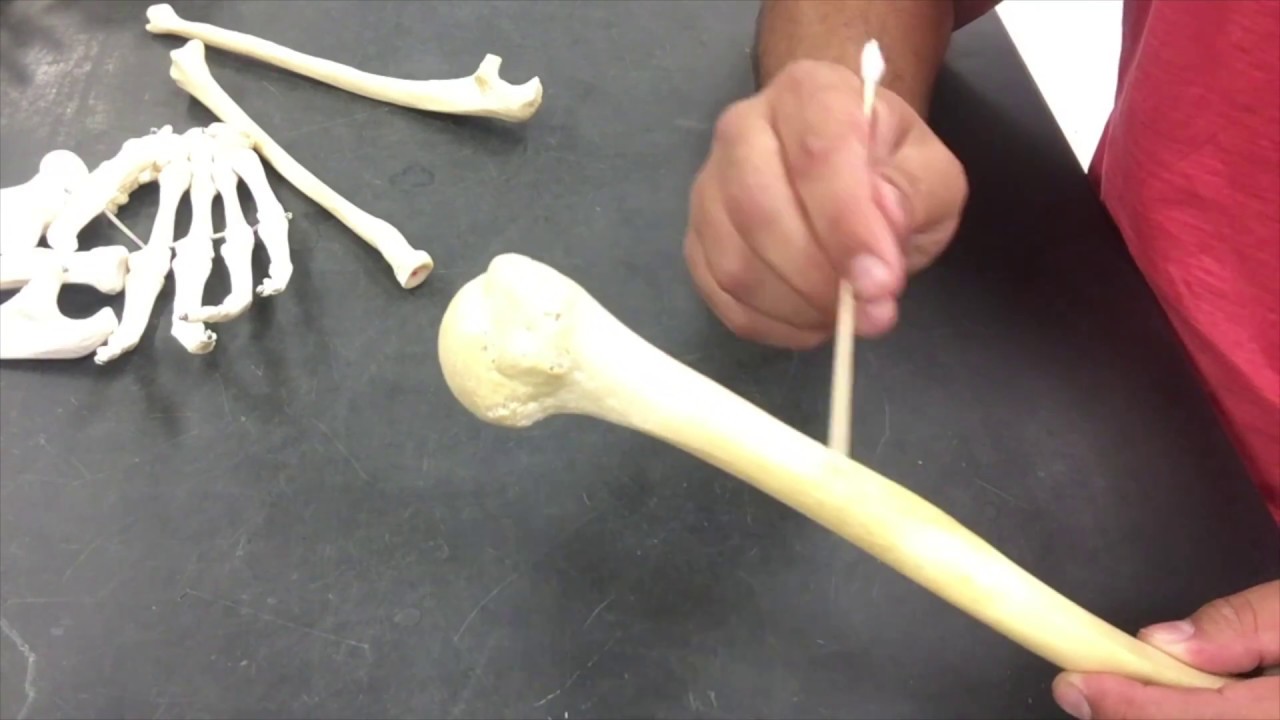 Appendicular Skeleton - Humerus - YouTube