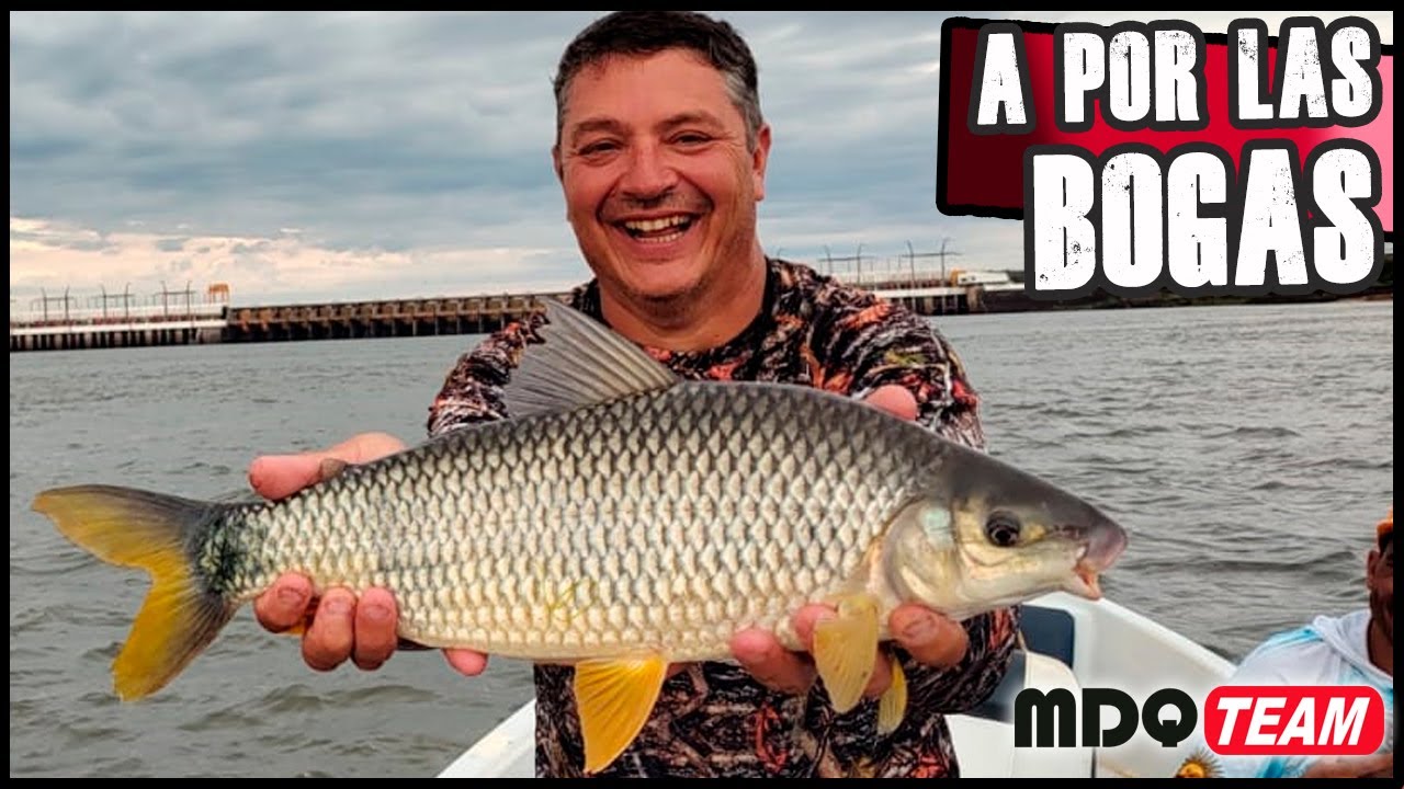 PESCA DE BOGAS EN EL RIO - YouTube