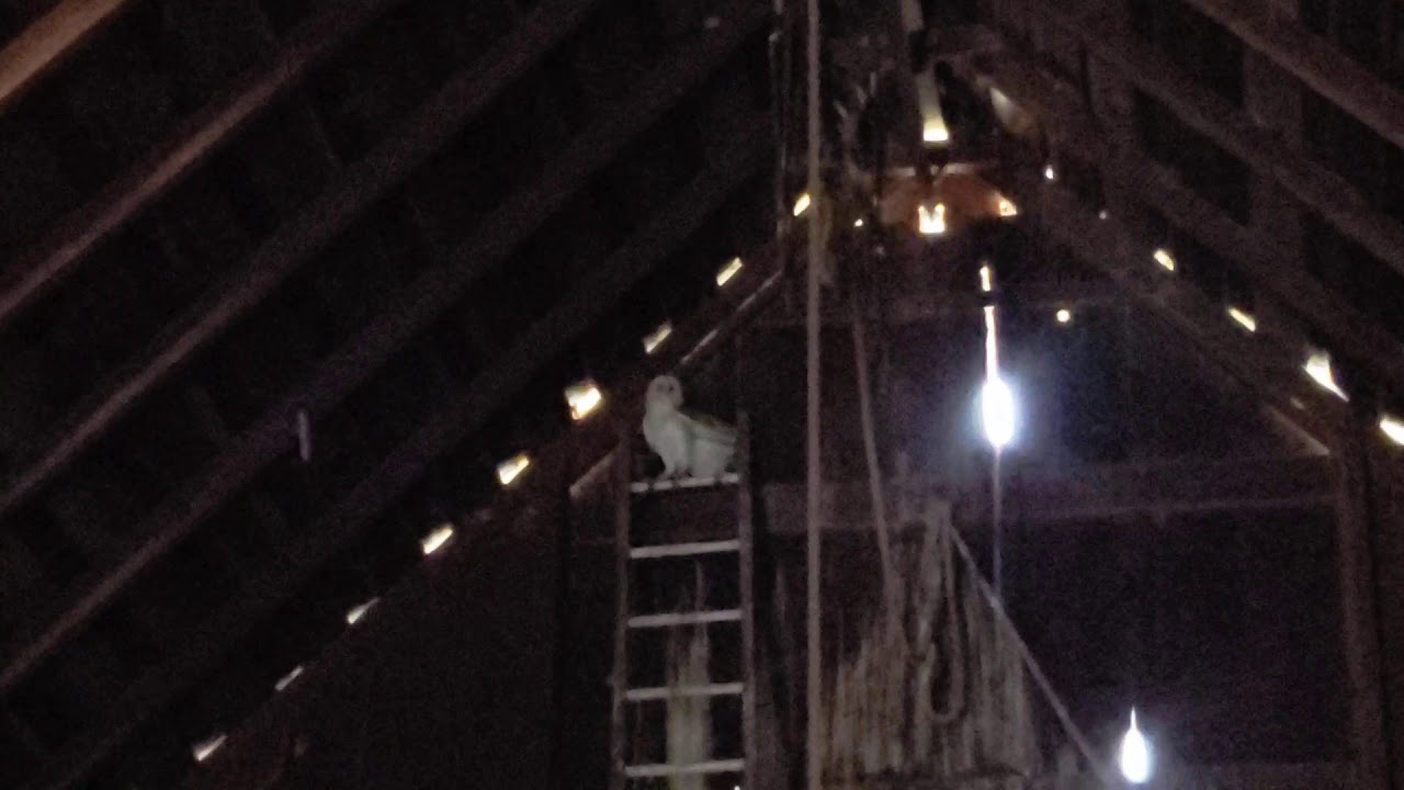Barn Owl In Hillsboro, Oregon 97124 2020 - YouTube