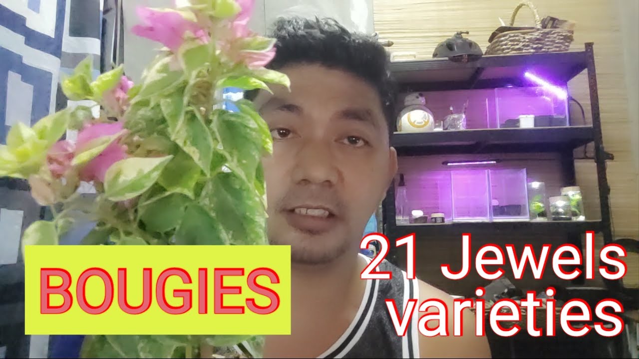 Bougainvillea unboxing: 21 Jewel Varieties(21J) - YouTube