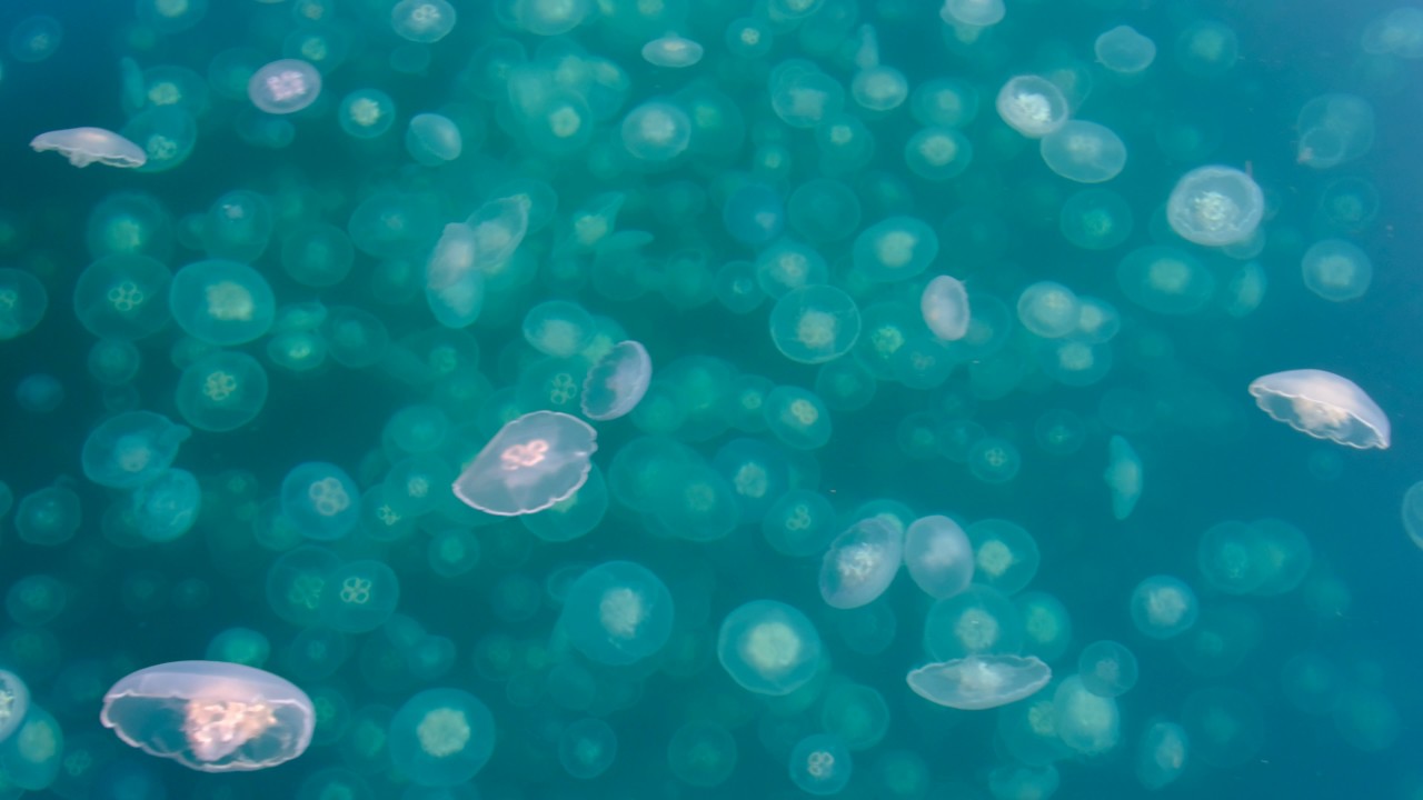 Jelly Fish Invasion ALASKA - YouTube
