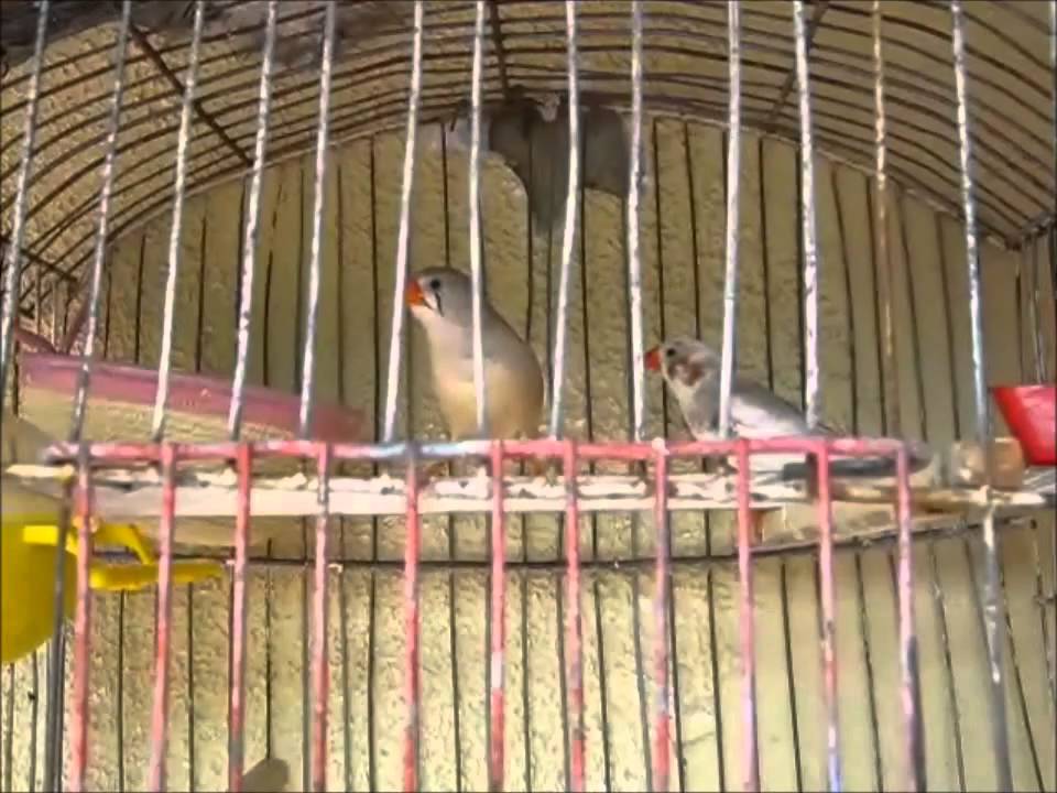 MIS BENGALI (ZEBRA FINCHES, DIAMANTE MANDARIN) EL MAS HERMOSO CANTO DE ...
