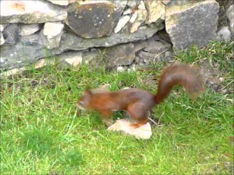 Red squirrel running around - YouTube