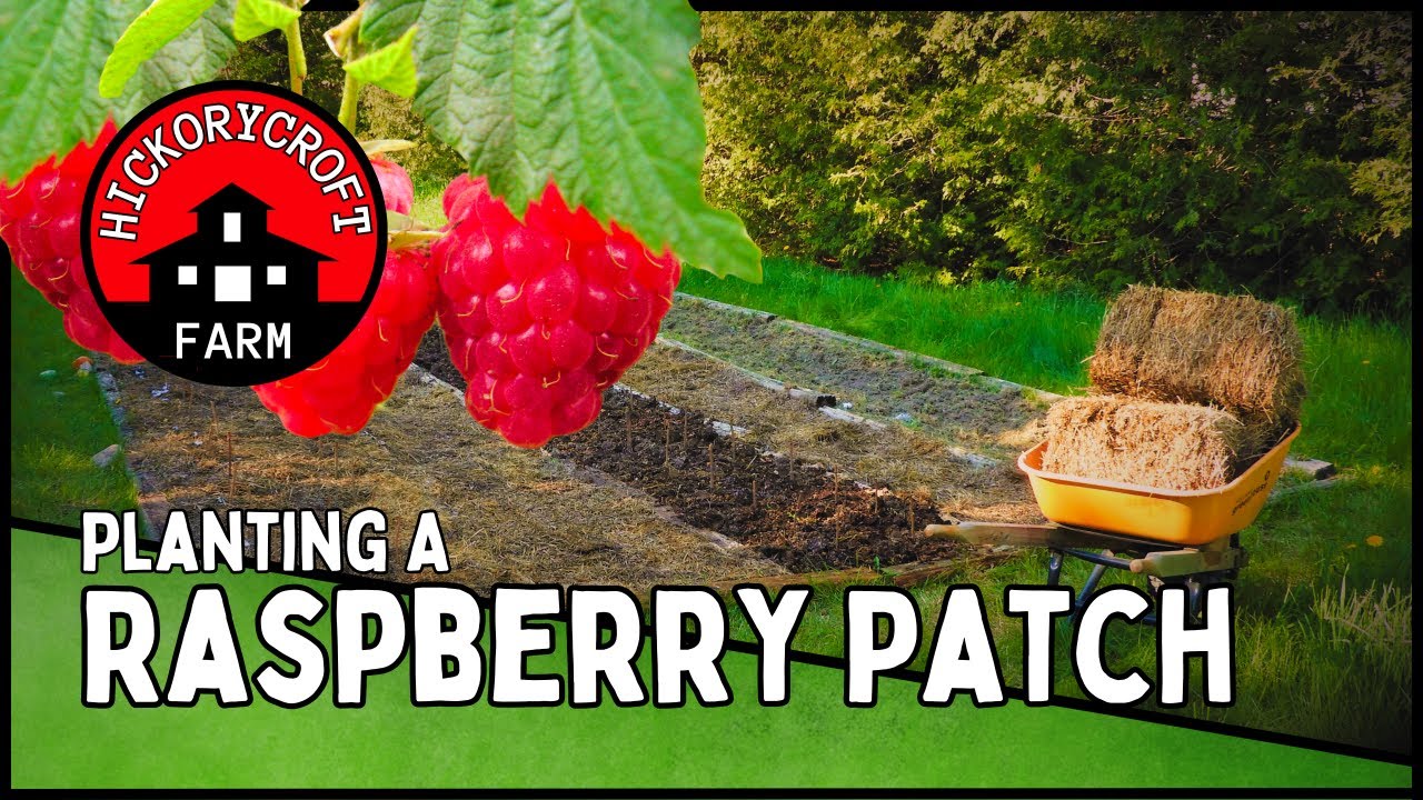 RASPBERRY PATCH: Planting a Patch of Killarney Raspberries on Our ...