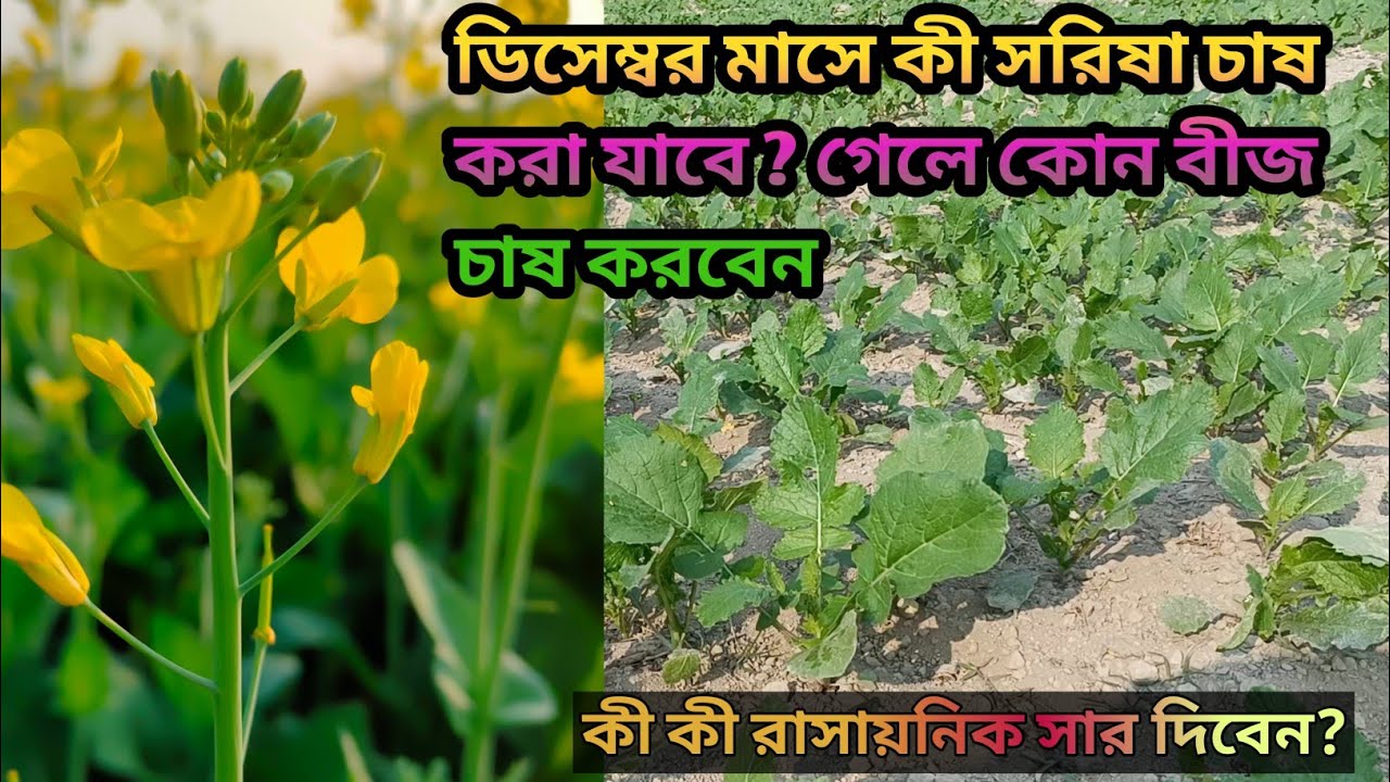 ডিসেম্বর মাসে এই জাতের সরিষা চাষ করুন এবং অধিক ফলন পান // master seed ...