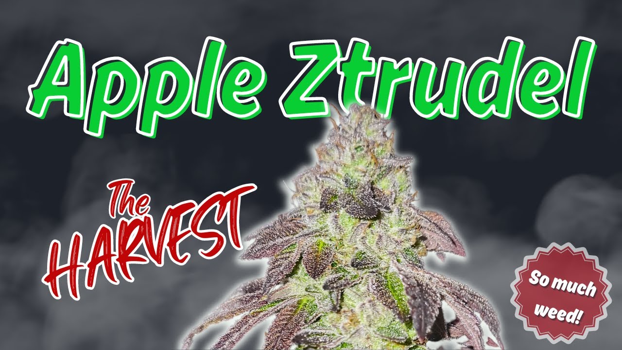 The BEST WEED is grown at HOME! | Apple Ztrudel | The Harvest - YouTube